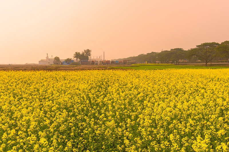 How to Check PLRS Punjab Land Records Online | Godrej Properties