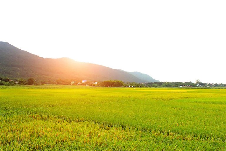 Land Records in Madhya Pradesh|MP Bhulekh Online Portal